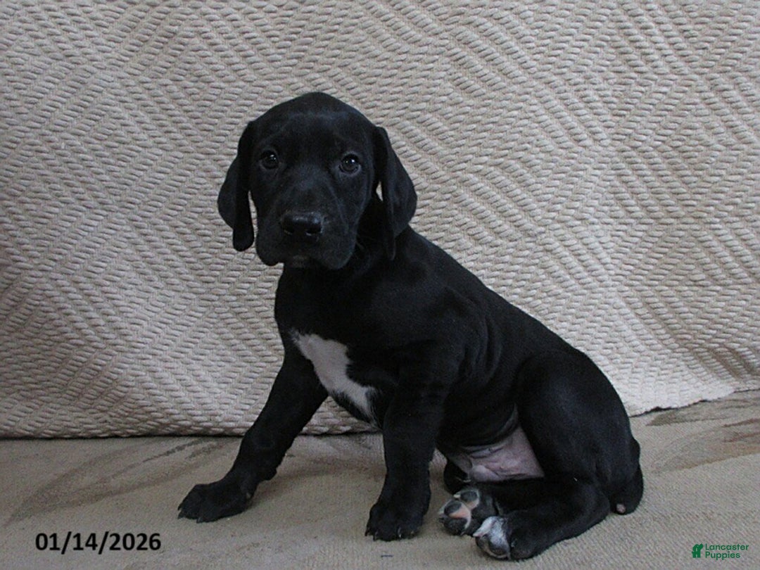 Nicholas for sale in Columbia Cross Roads | Lancaster Puppies