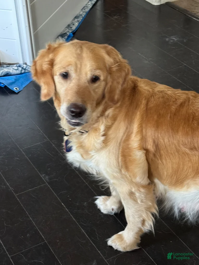 Golden Retriever Puppy 4 Golden Retriever for sale in Phoenix ...