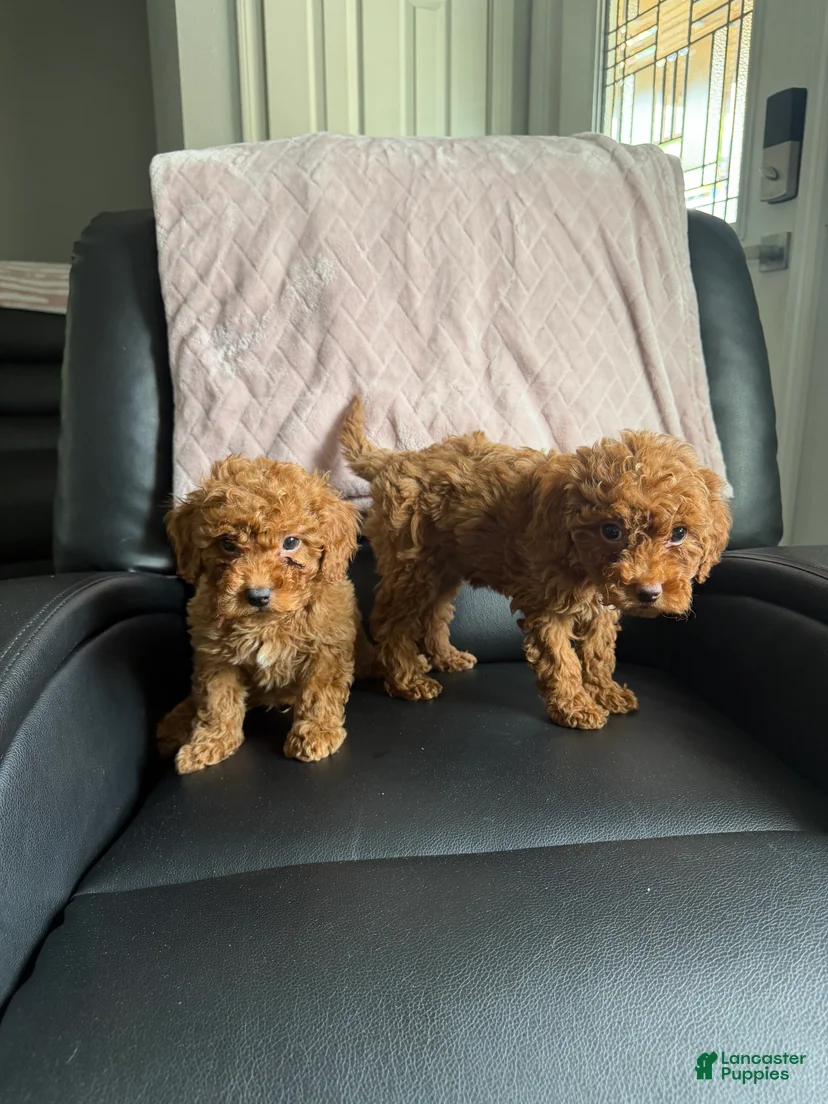 Mini Goldendoodle 4 Mini Goldendoodle for sale in Pittsburgh ...