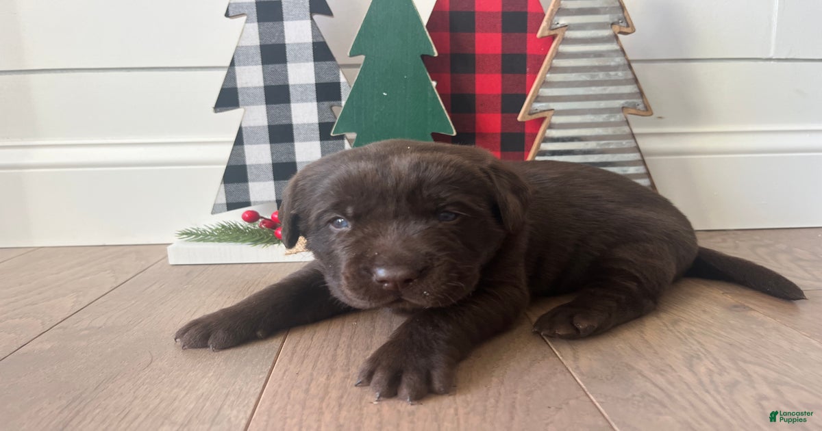 Labrador Retriever Puppy 3 for sale in Montgomery | Lancaster Puppies