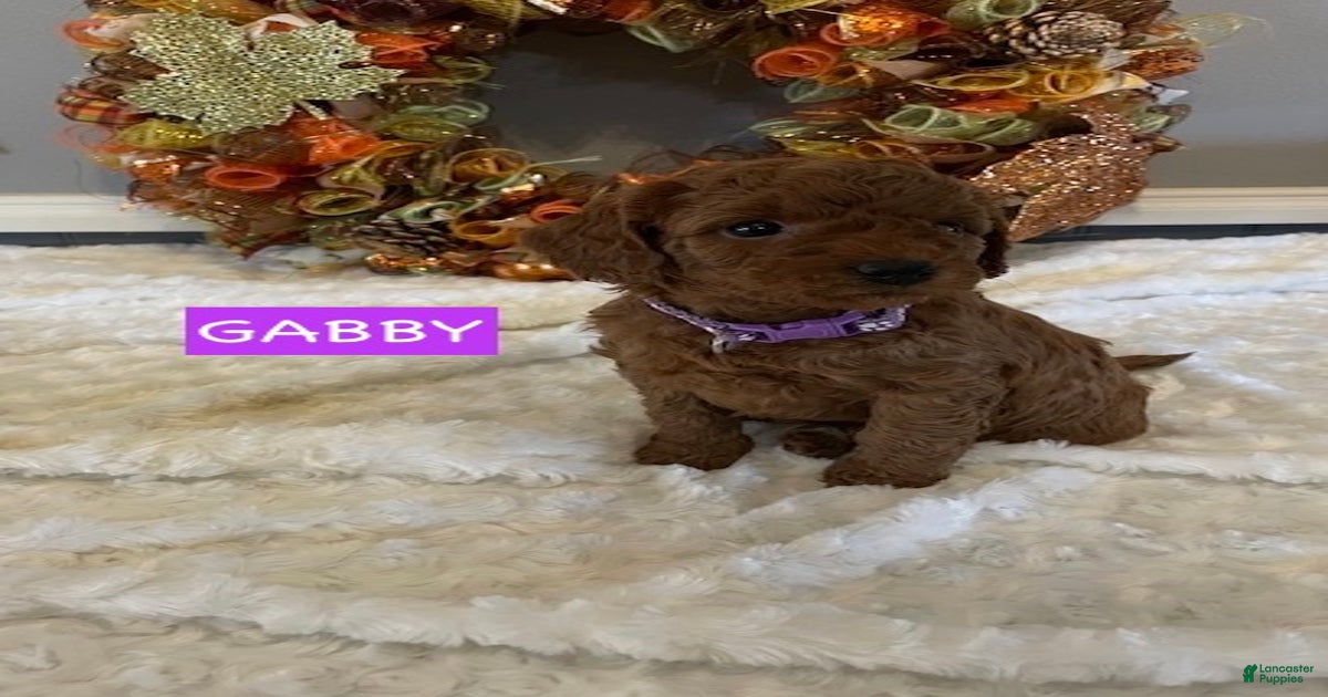 Miniature Labradoodle Puppy 1 for sale in Quarryville | Lancaster Puppies
