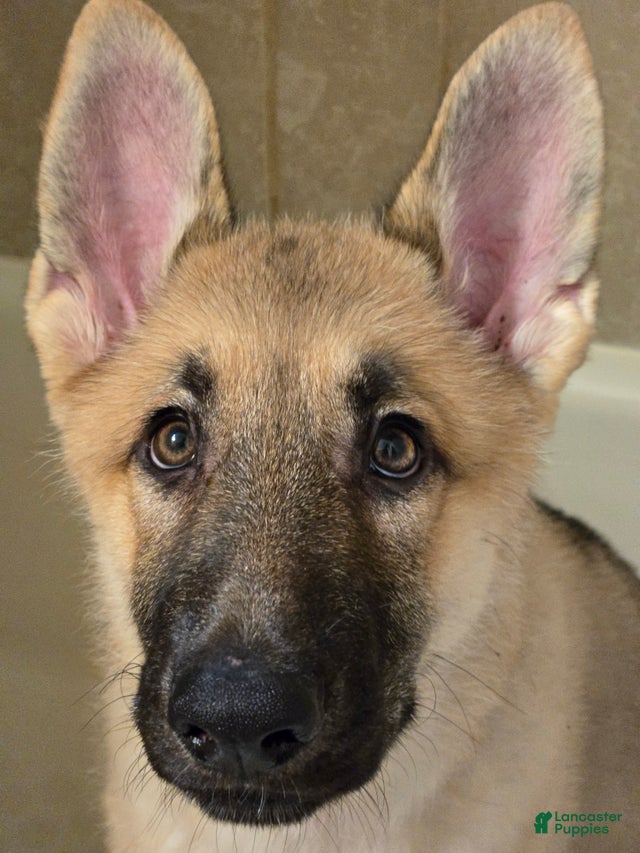 Echo for sale in Canfield | Lancaster Puppies