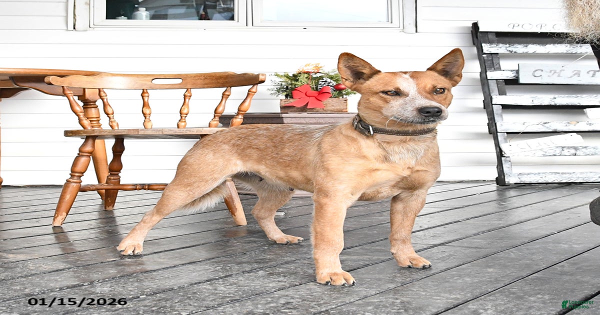 Daisy for sale in Rebersburg | Lancaster Puppies