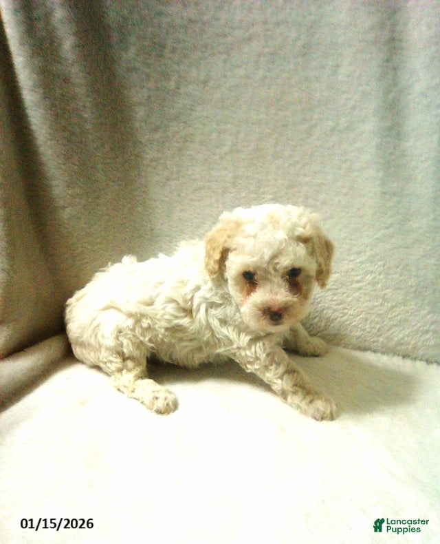 Echo for sale in Westminster | Lancaster Puppies