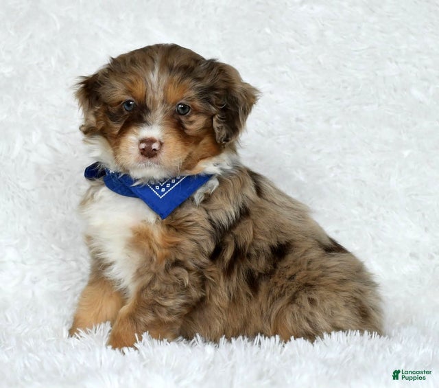 Jacob Yoder 11607 | Lancaster Puppies