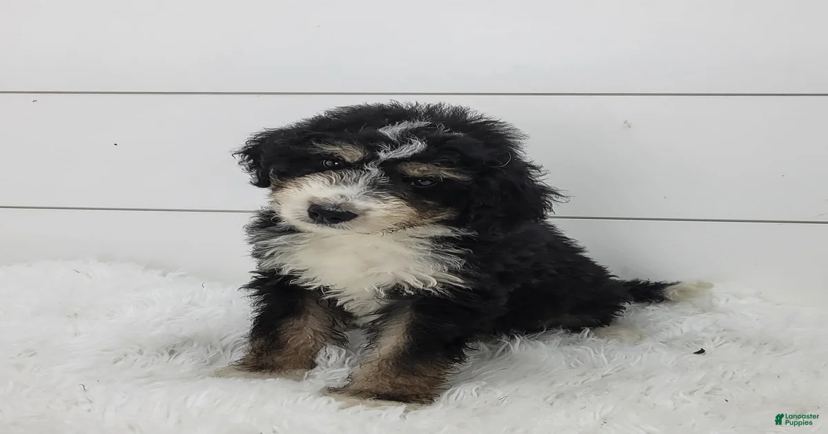 Bernedoodle Puppies for sale under $1000 | Lancaster Puppies