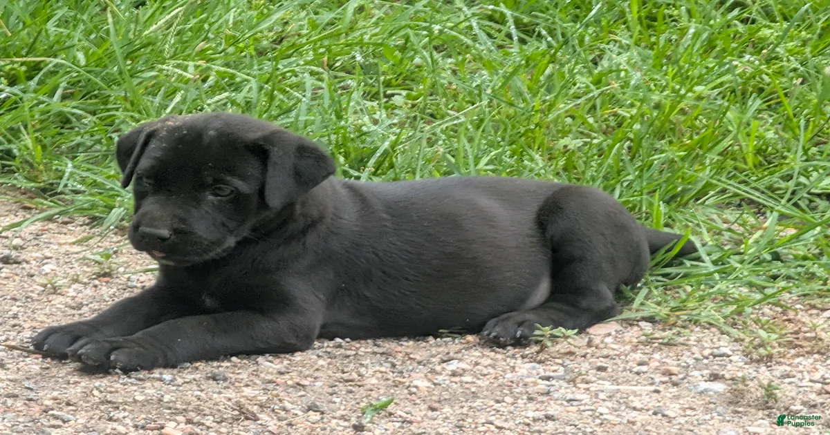 Big head Labrador Retriever Puppies for sale | Lancaster Puppies