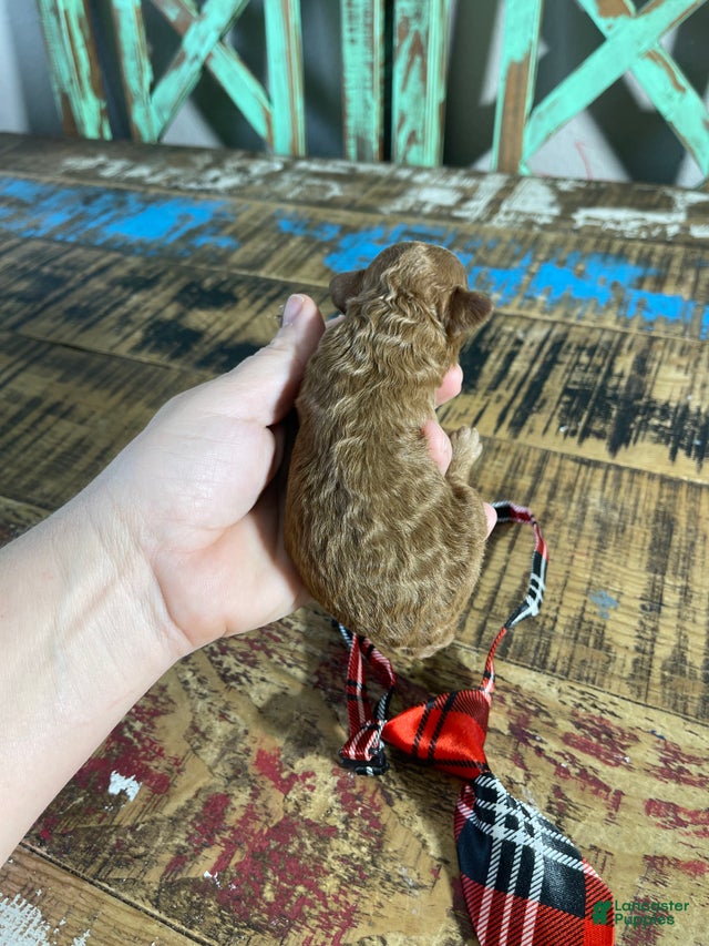 Akc Bred color Red Boy 2 for sale in | Lancaster Puppies