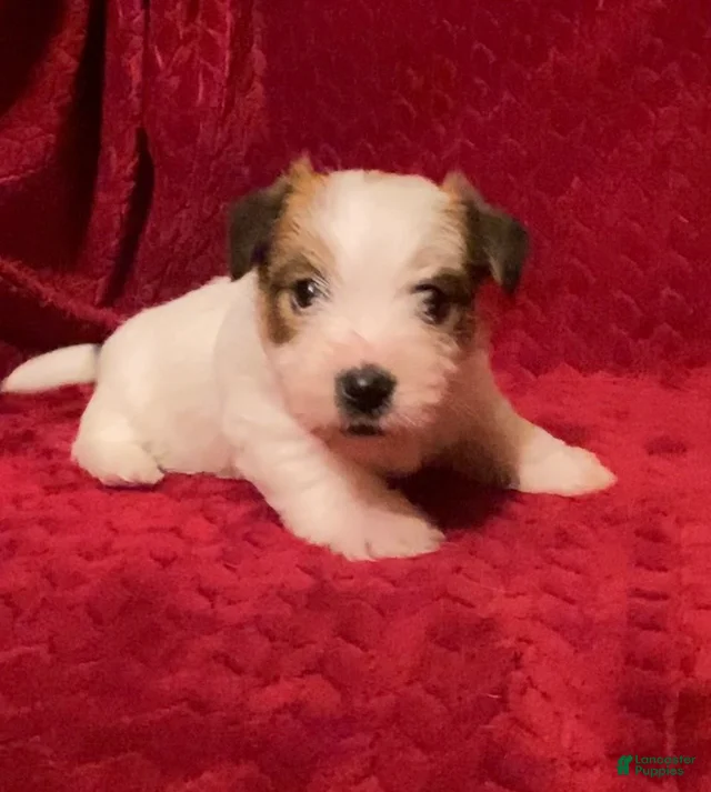 Jack Russell Terrier Puppy 5 for sale in Broken Bow | Lancaster Puppies