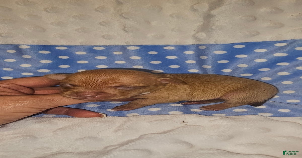 Chihuahua Puppy 3 for sale in Clover | Lancaster Puppies