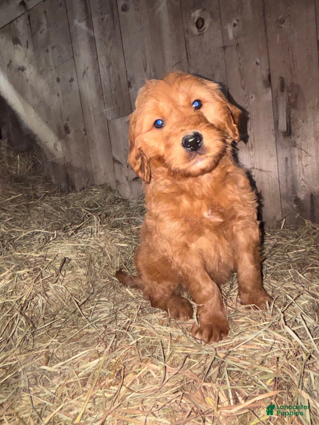 Goldendoodle Puppy 2 for sale in Ashland | Lancaster Puppies
