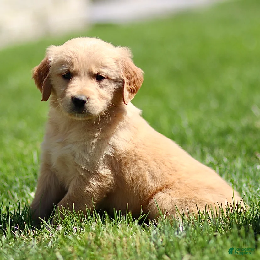 Alexa Golden Retriever for sale in Providence Township | Lancaster Puppies