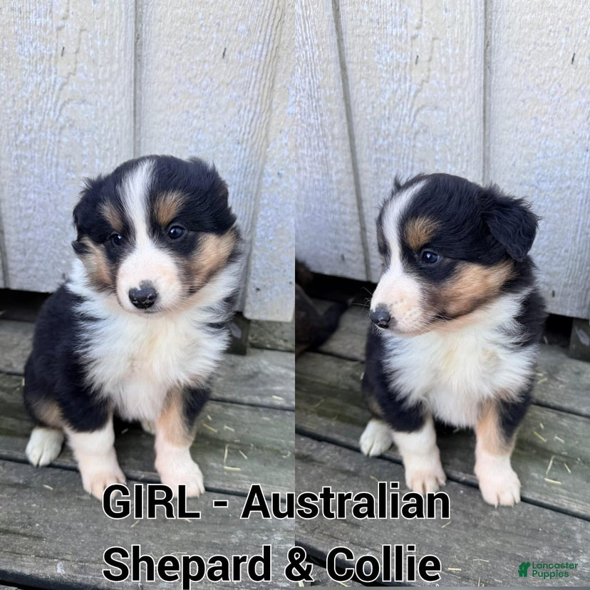 Australian Collie Mix for sale in Goshen | Lancaster Puppies