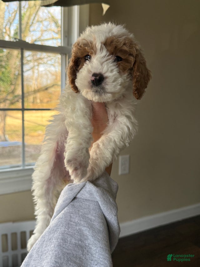 Miniature Poodle Puppy 4 for sale in Smyrna | Lancaster Puppies