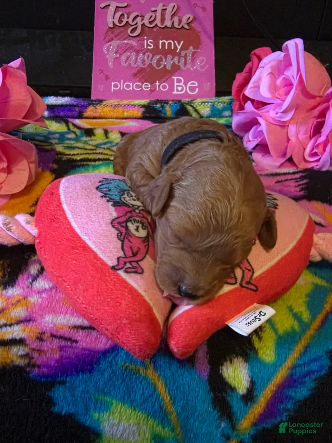 buddy Mini Goldendoodle for sale in Pittsburgh | Lancaster Puppies