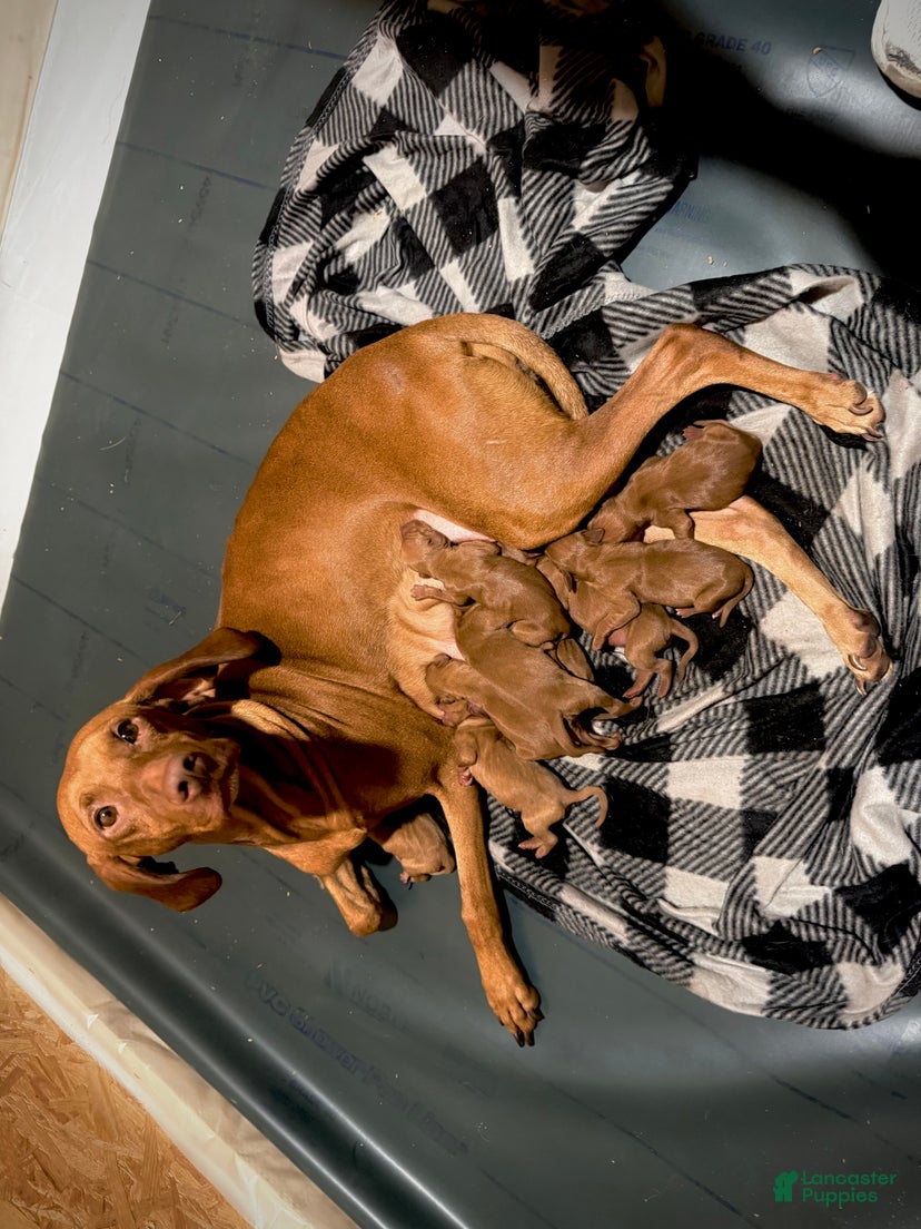 Vizsla Female 1 for sale in Semmes | Lancaster Puppies