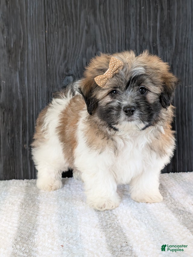 Jake for sale in Baltic | Lancaster Puppies