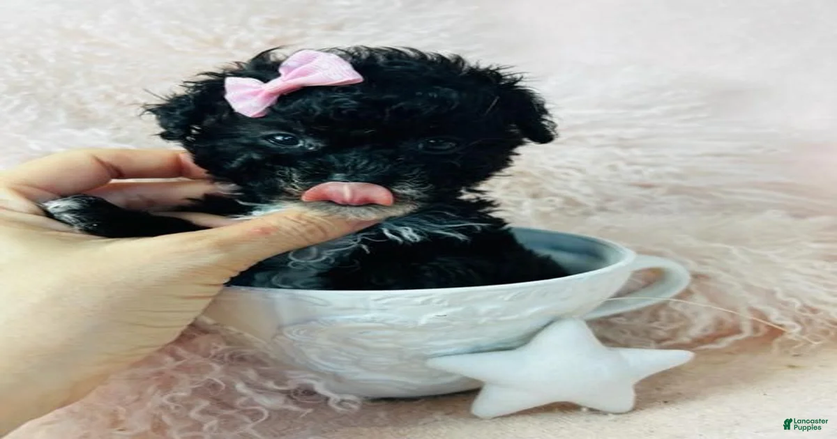 Toy Poodle 1 Toy Poodle for sale in West Palm Beach | Lancaster Puppies