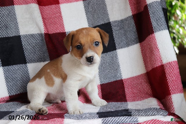 Rusty for sale in Ashland | Lancaster Puppies