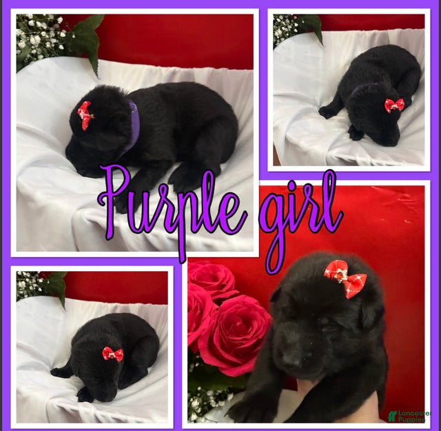 Freya for sale in Muncie | Lancaster Puppies