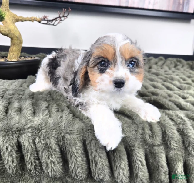 Cora Cavapoo for sale in Greenfield | Lancaster Puppies