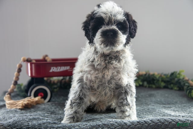 Oreo for sale in Fredericksburg | Lancaster Puppies