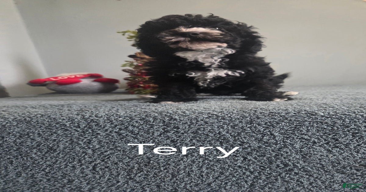 Terry for sale in Danville | Lancaster Puppies