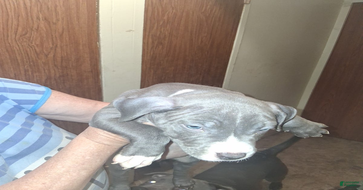 American Pit Bull Terrier Puppy 2 for sale in Brooklyn | Lancaster Puppies