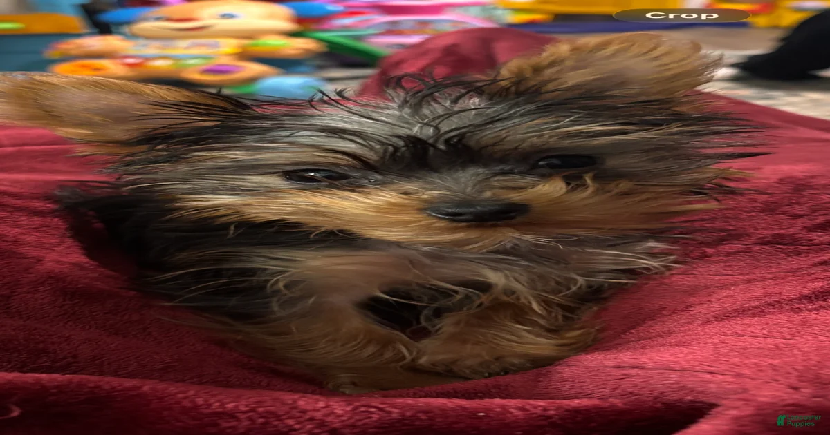 Teacup Yorkshire Terrier Puppy Yorkshire Terrier for sale in Rapho ...