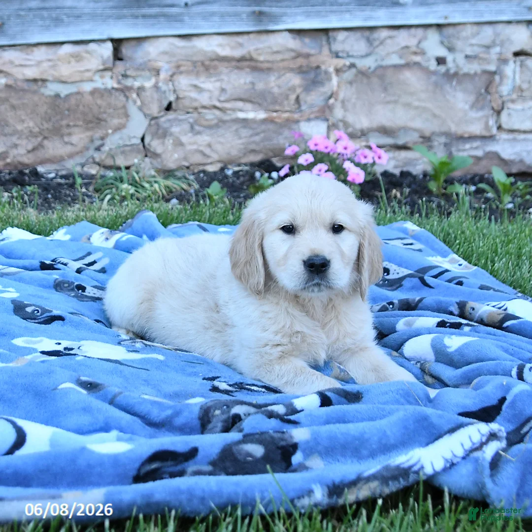 Blizzard Golden Retriever for sale in Blain | Lancaster Puppies