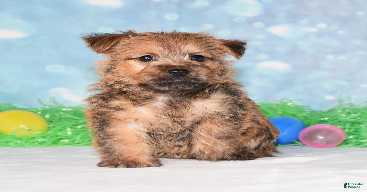 Elliot Cairn Terrier for sale in Fredericksburg | Lancaster Puppies