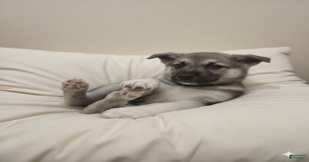 Beast for sale in Quincy | Lancaster Puppies