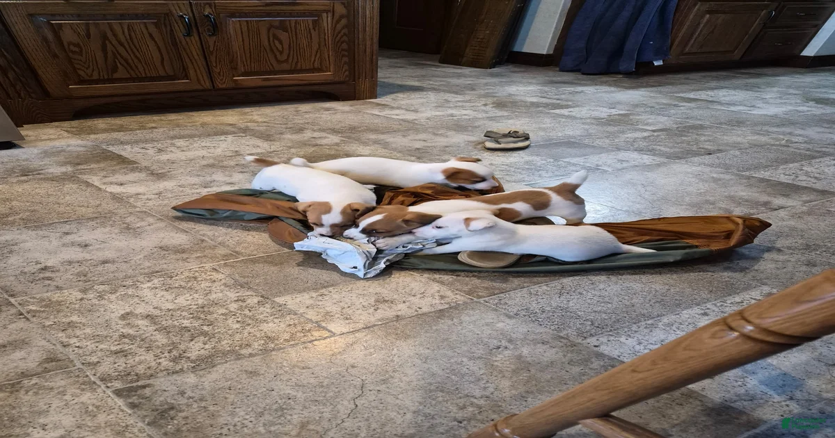Puppies Jack Russell Terrier Puppies for sale | Lancaster Puppies