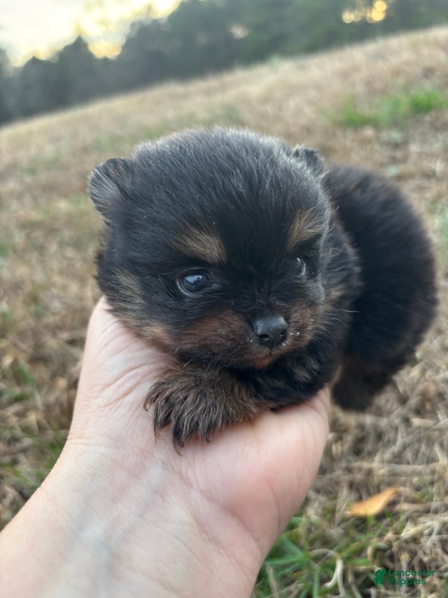 Pomeranian Puppy 2 for sale in Trion | Lancaster Puppies