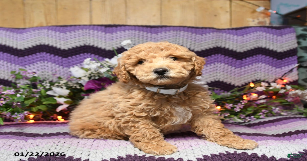 Ivy for sale in New Holland | Lancaster Puppies