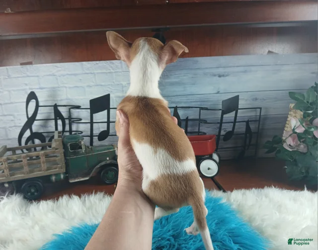 Male teacup chihuahua. Hand Delivery Chihuahua for sale in Carthage ...