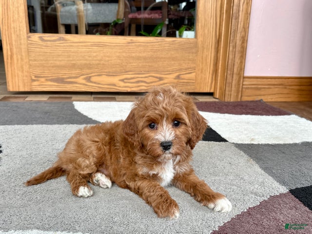 Cavapoo F1b Female Puppy 4 for sale in Nappanee | Lancaster Puppies