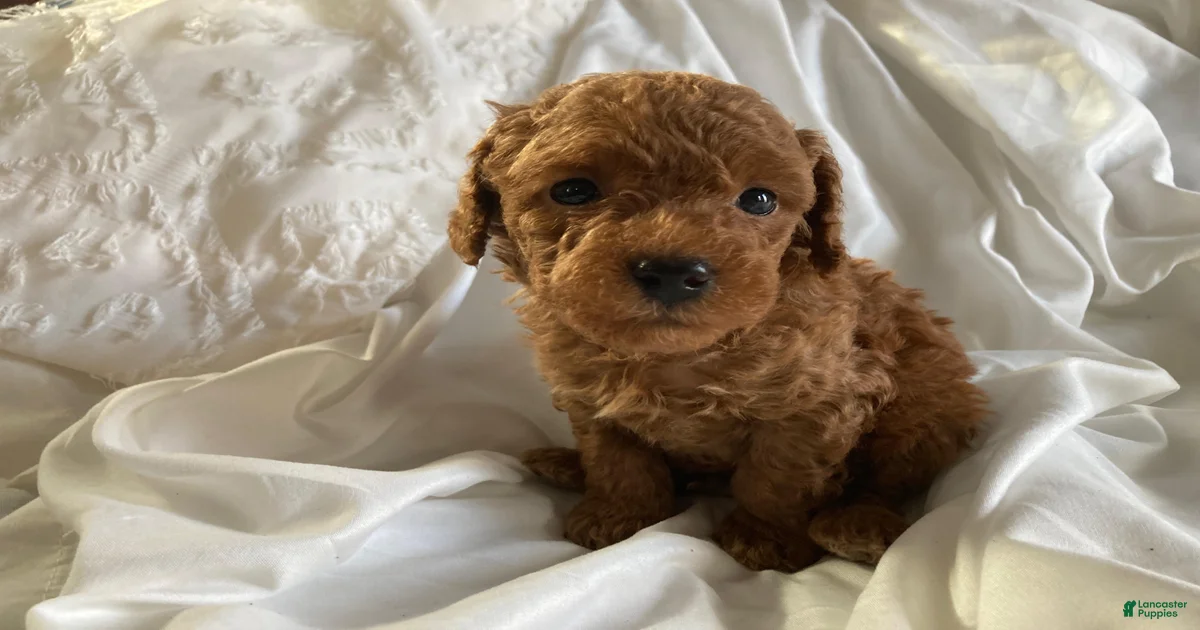 Rajo Miniature Poodle for sale in Pine Grove | Lancaster Puppies