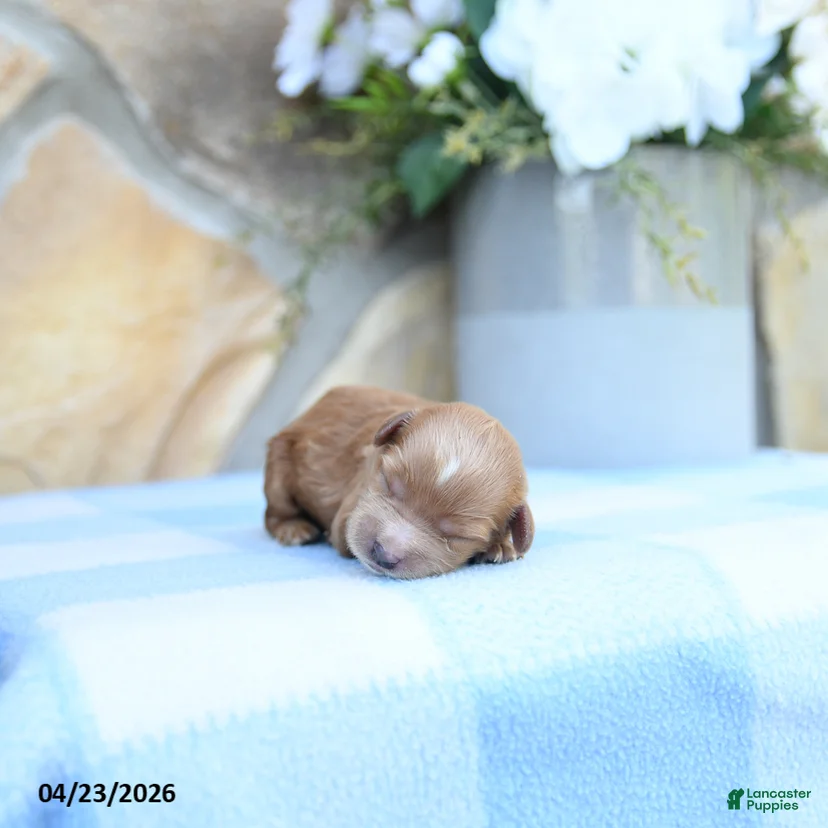 Forest Cavapoo for sale in East Earl | Lancaster Puppies