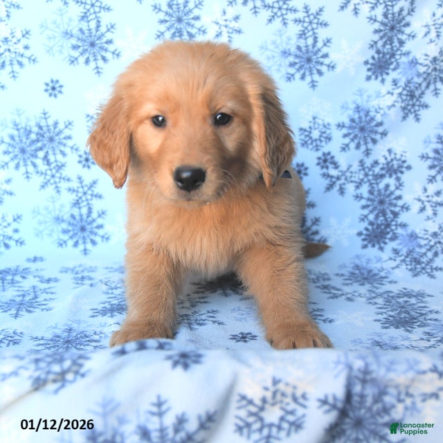 Lucy for sale in Westminster | Lancaster Puppies