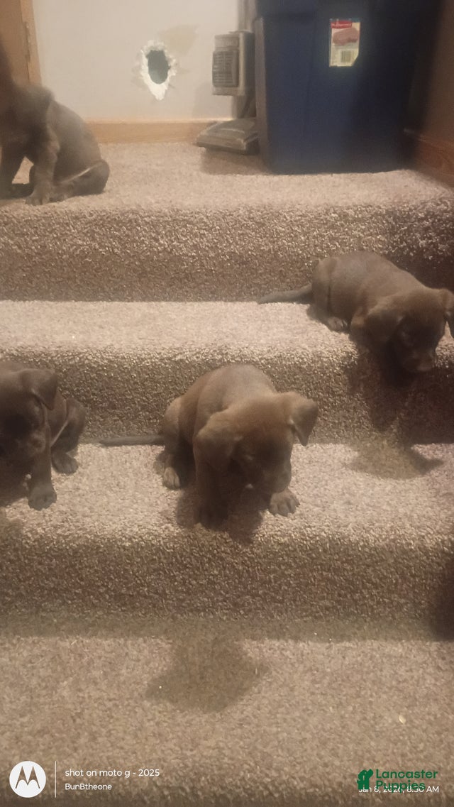 Labrador Retriever Puppy 7 for sale in Athens | Lancaster Puppies