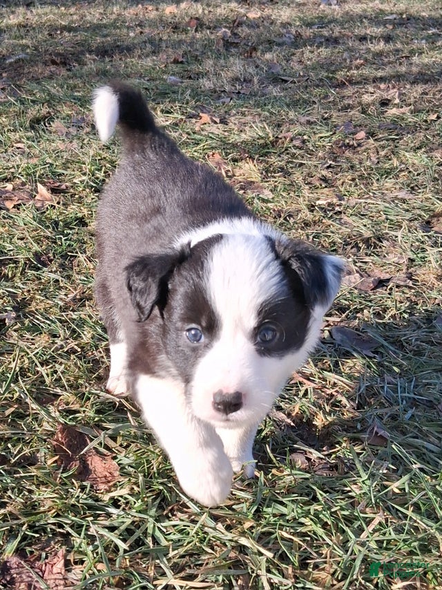 Daisy for sale in Churubusco | Lancaster Puppies