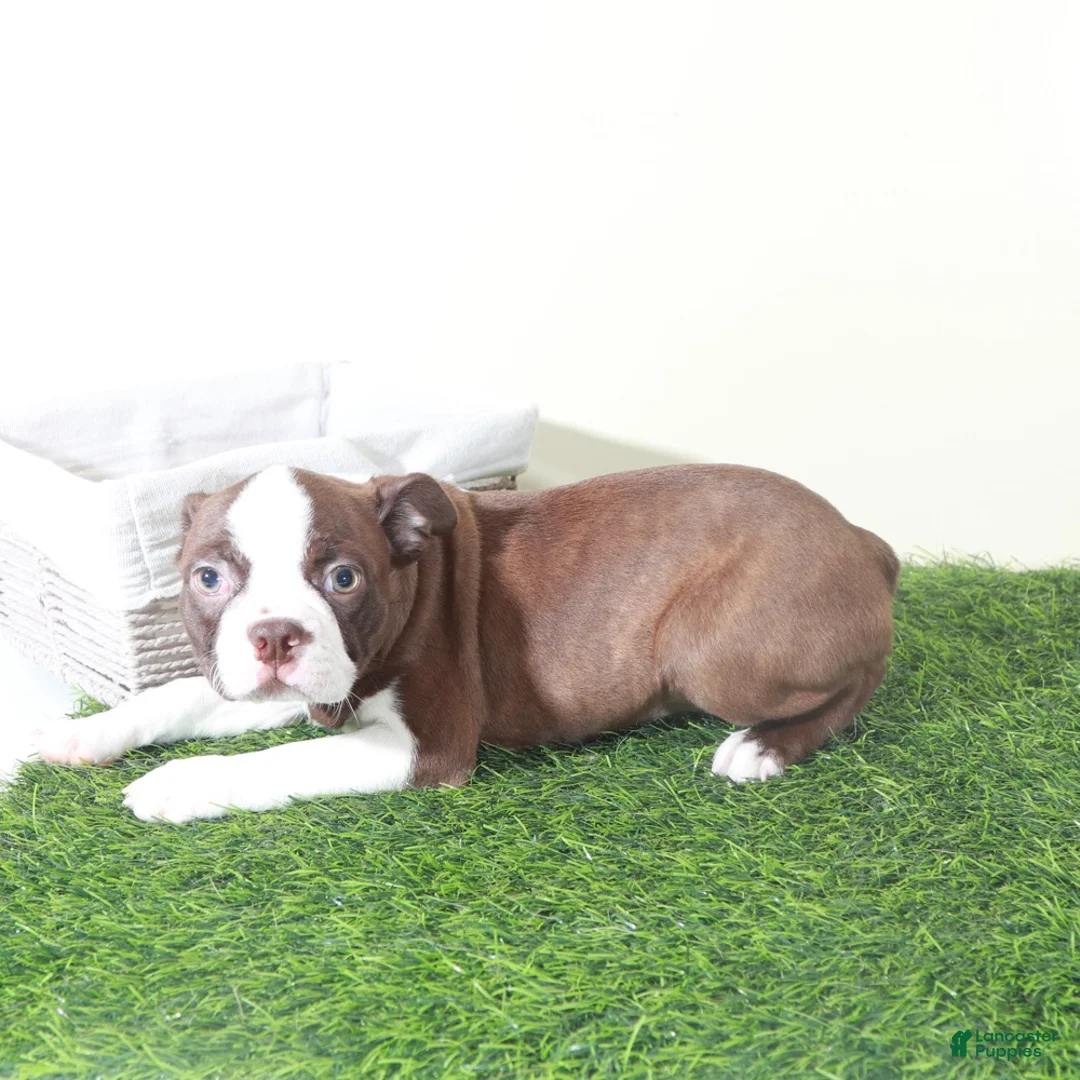 Poppy Sweet AKC Female Boston Terrier Puppy Boston Terrier for sale in ...