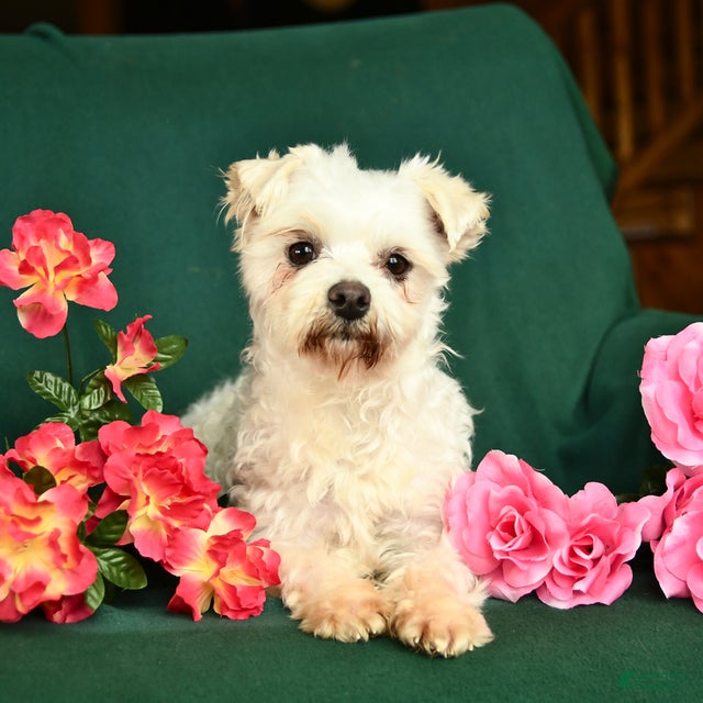 Fiona for sale in Reedsville | Lancaster Puppies