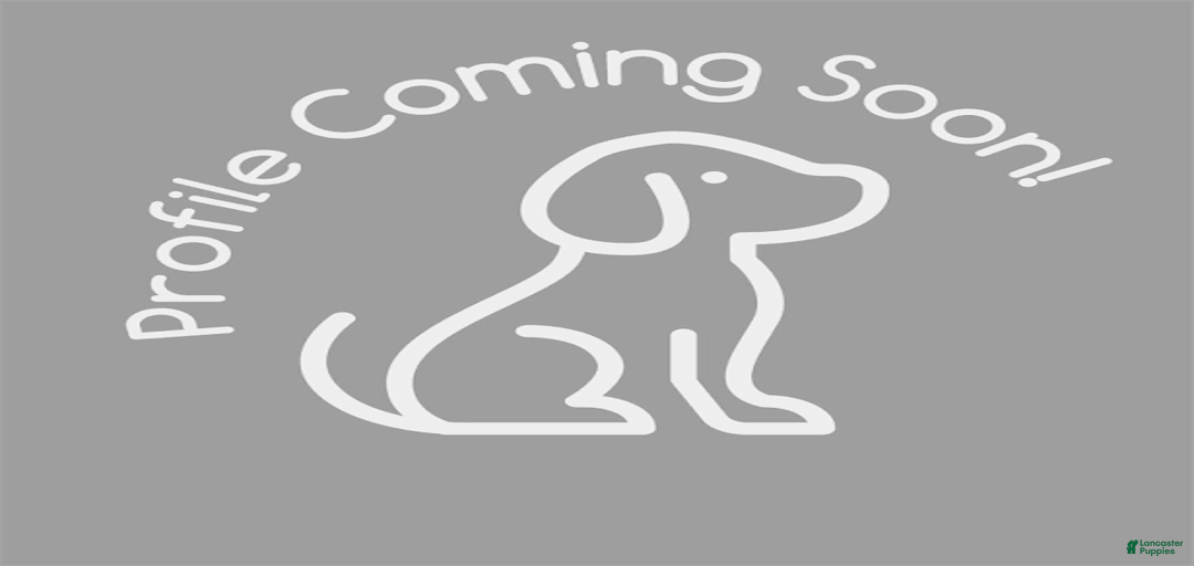 David Stoltzfus | Lancaster Puppies