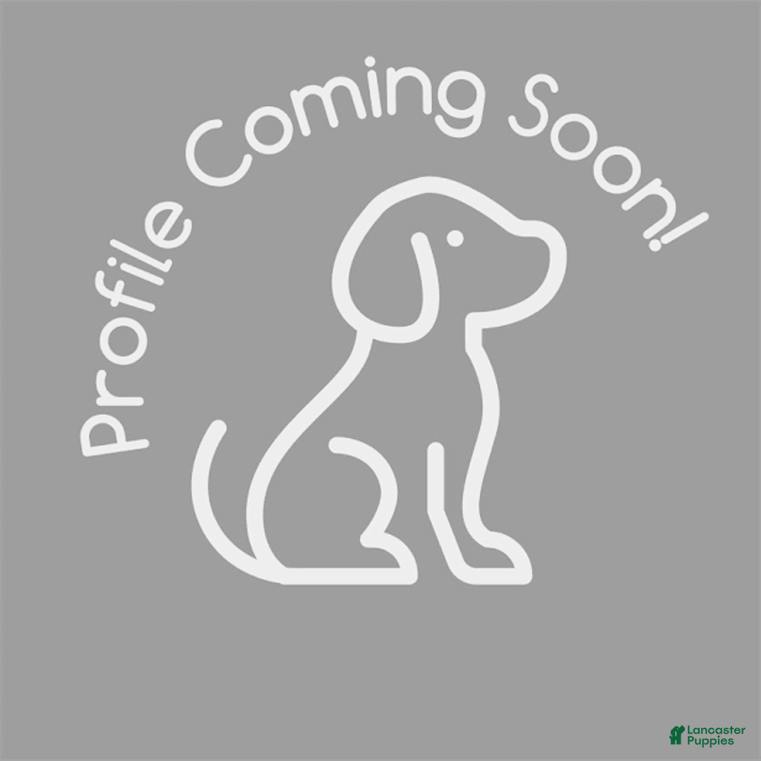 David Stoltzfus | Lancaster Puppies