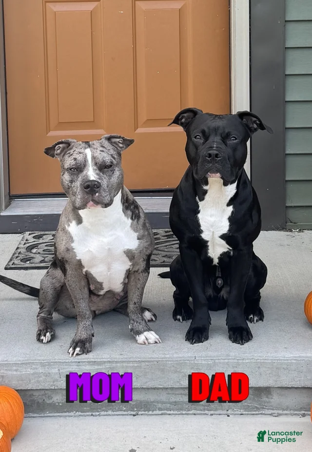 Minnie Mouse for sale in Fort Loudon | Lancaster Puppies