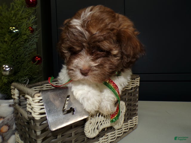 Havanese Puppy 4 Bailey for sale in Shipshewana | Lancaster Puppies