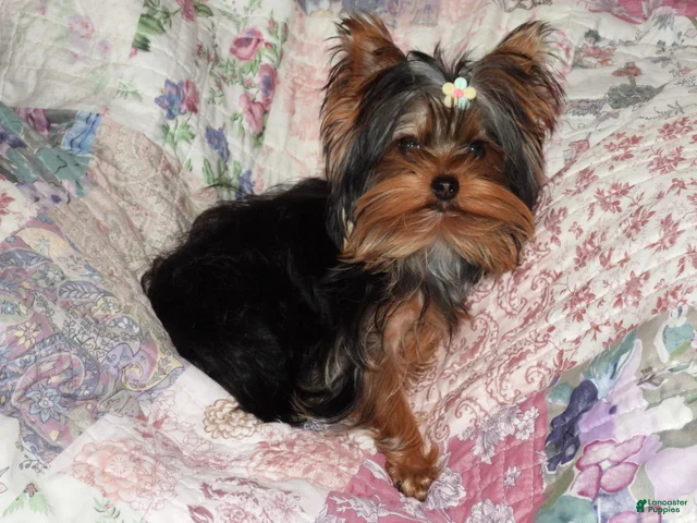 Micro mini girl Yorkshire Terrier for sale in Wooster | Lancaster Puppies