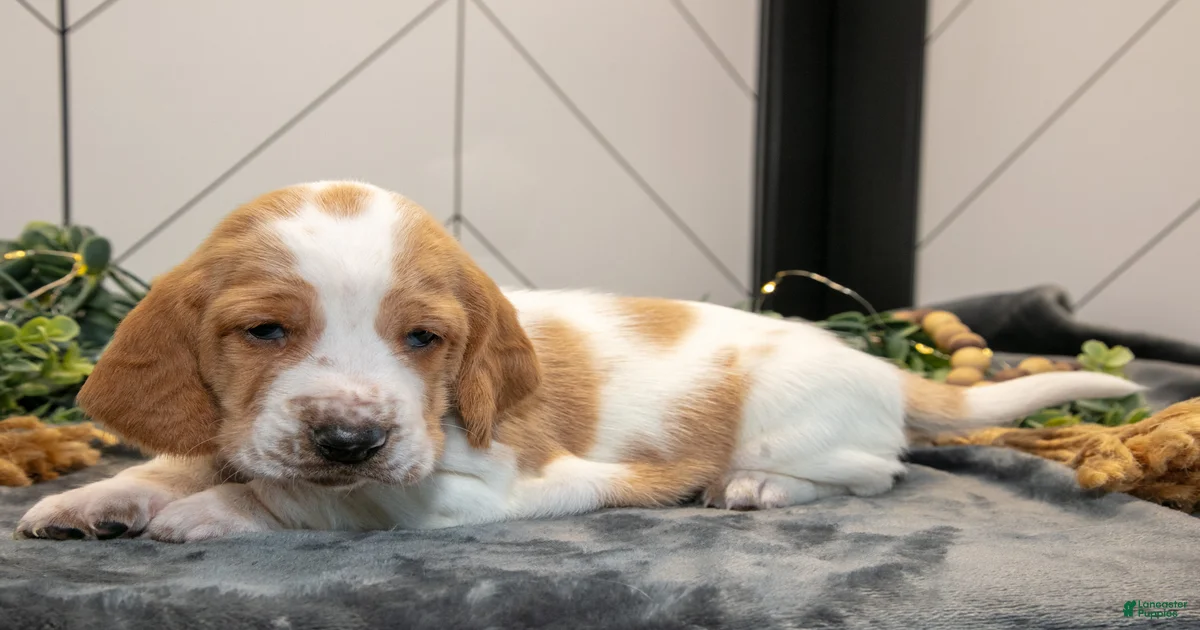 Gizmo Basset Hound for sale in Fresno | Lancaster Puppies